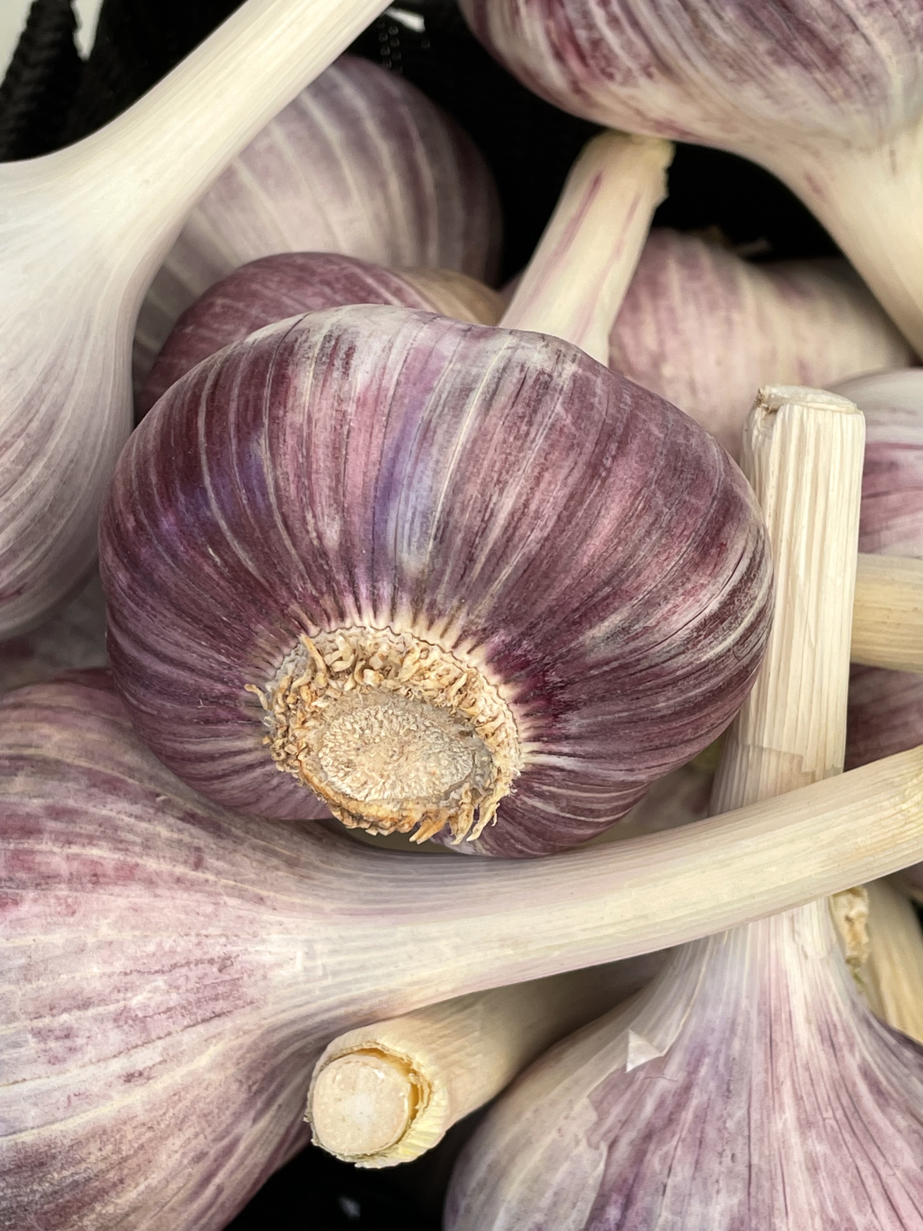 Red Russian Garlic - Sirius Micro Farm